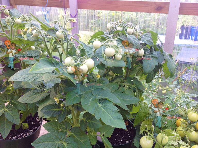 Advantages Of Growing Micro Dwarf Tomatoes - Renaissance Farms Heirloom ...