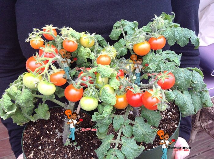 Advantages Of Growing Micro Dwarf Tomatoes - Renaissance Farms Heirloom ...