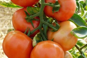 Sleeping Lady Dwarf Tomato - Renaissance Farms Heirloom Tomato Seeds