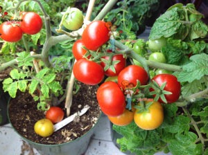 Micro Dwarf Tomatoes Archives - Renaissance Farms Heirloom Tomato Seeds