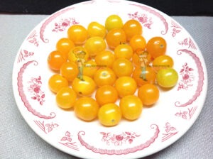 Jochalos Micro Dwarf Tomato Seeds For Sale At Renaissance Farms