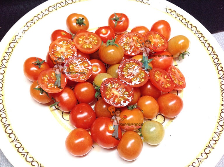 Pinocchio Red Micro Dwarf Tomato For Sale At Renaissance Farms