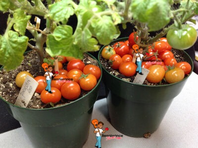 Pinocchio Red Micro Dwarf Tomato For Sale At Renaissance Farms