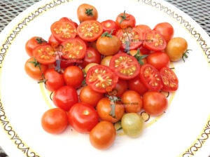 Pinocchio Red Micro Dwarf Tomato For Sale At Renaissance Farms