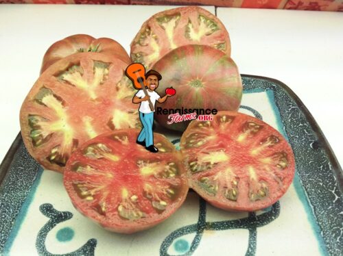 Adelaide Festival Dwarf Tomato - Renaissance Farms Heirloom Tomato Seeds