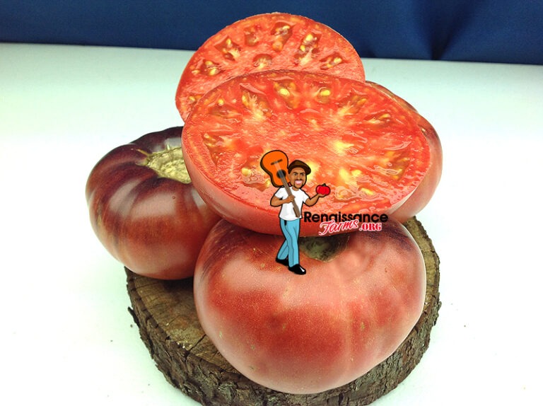 Aurora Blue Tomato For Sale At Renaissance Farms