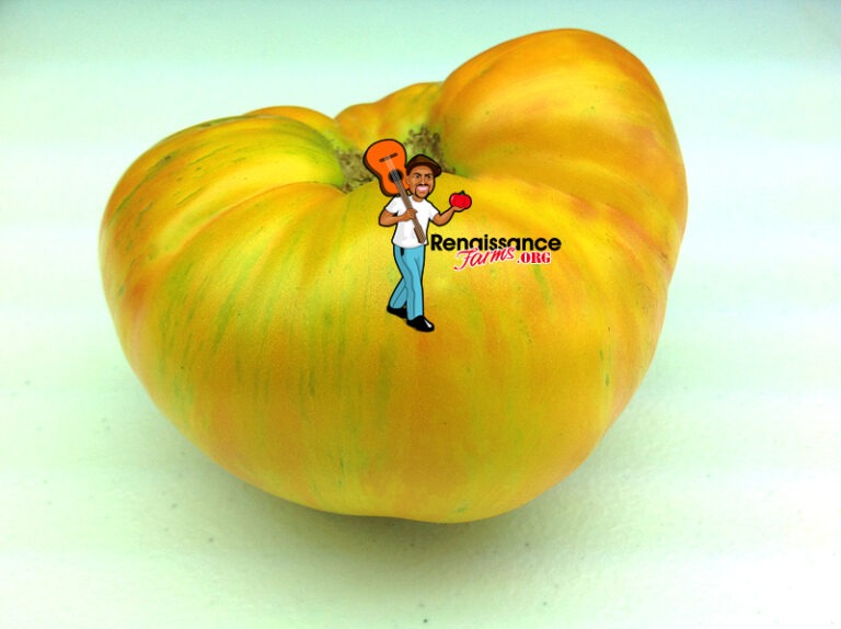 Beauty King Tomato Seeds For Sale At Renaissance Farms