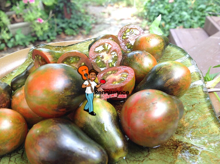Blue Keyes Tomato Seeds For Sale At Renaissance Farms