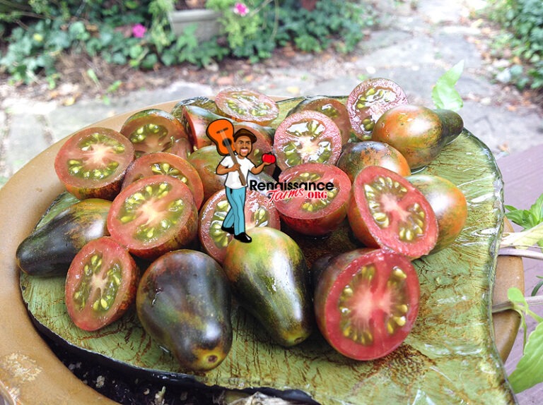 Blue Keyes Tomato Seeds For Sale At Renaissance Farms
