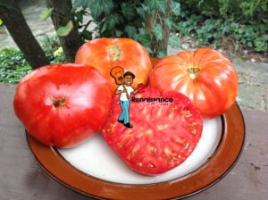 Brutus Magnum Tomato Seeds For Sale At Renaissance farms