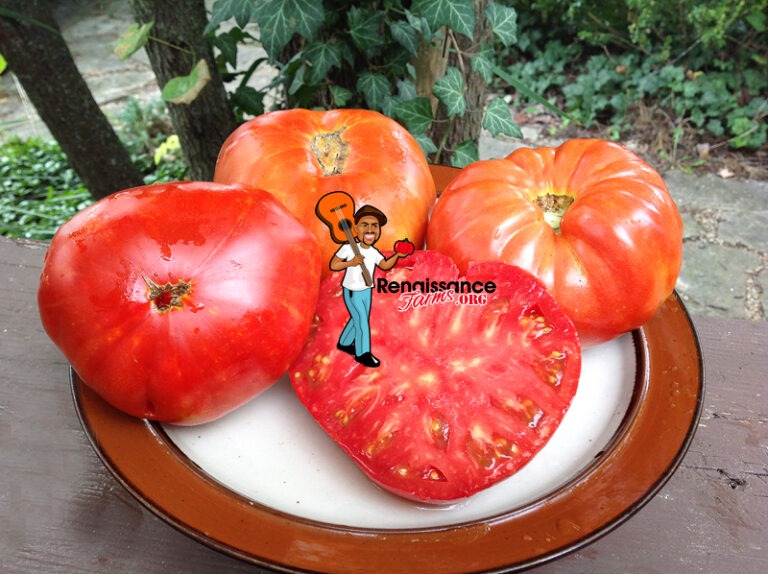 Brutus Magnum Tomato Seeds For Sale At Renaissance farms