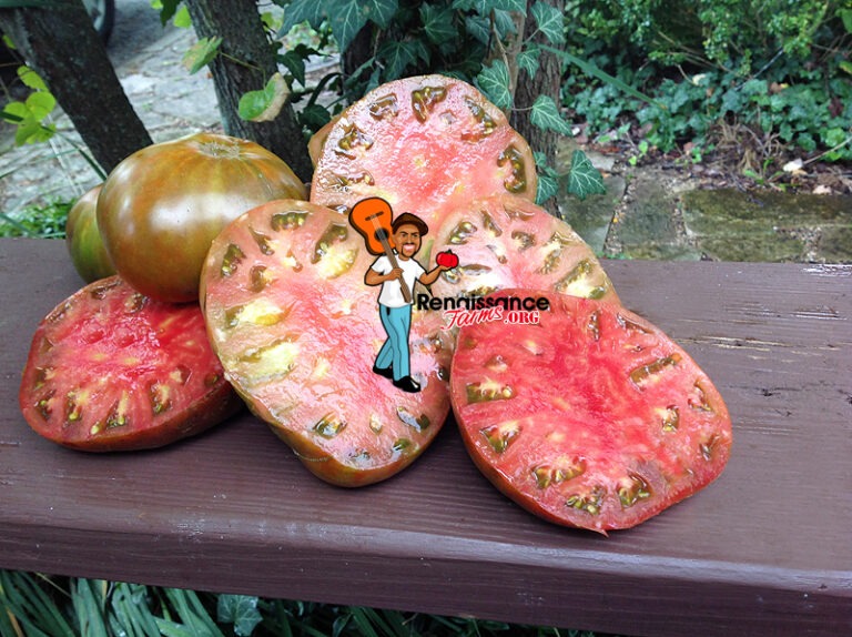 Muddy Mamba Tomato Seeds For Sale At Renaissance Farms.