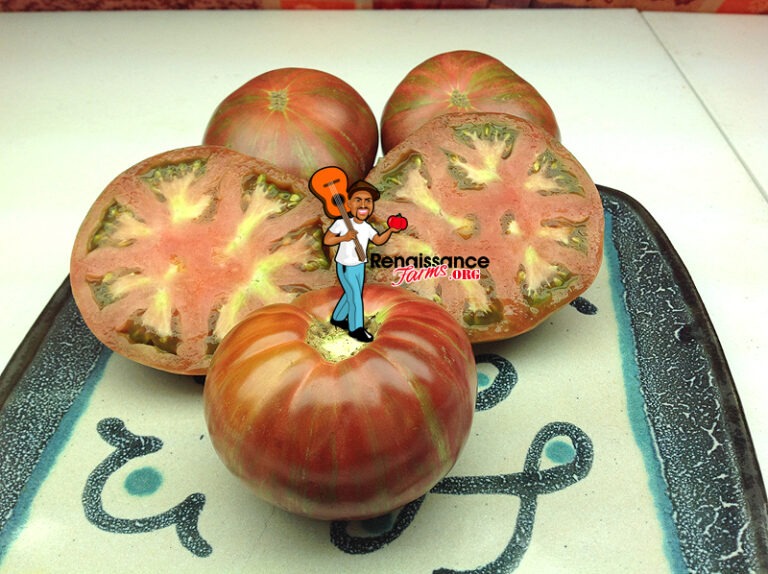 Adelaide Festival Dwarf Tomato - Renaissance Farms Heirloom Tomato Seeds
