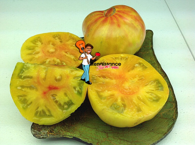 Dwarf Confetti Tomato Seeds For Sale At Renaissance Farms