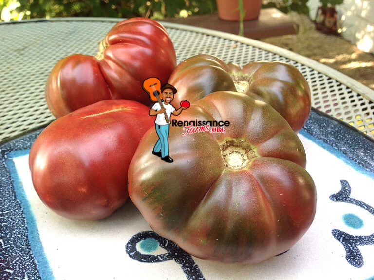 Red Viper Dwarf Tomato - Renaissance Farms Heirloom Tomato Seeds