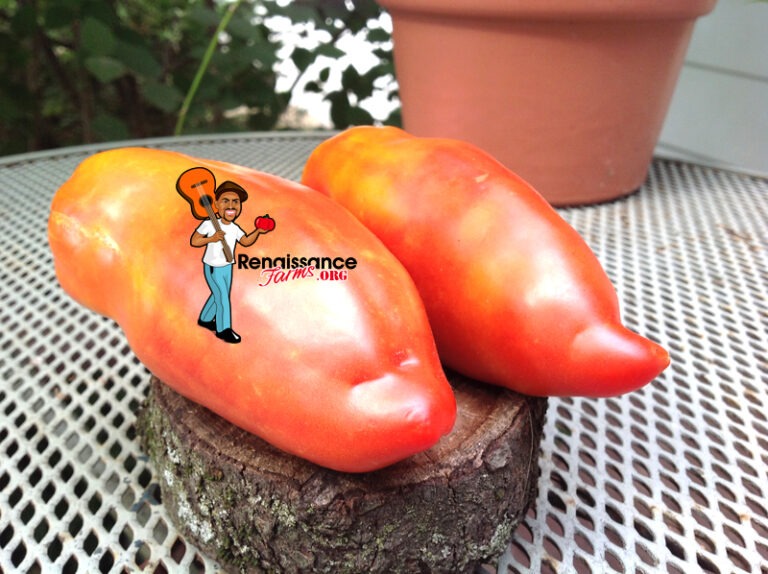 Gilbertie Red Paste Tomato Seeds For Sale At Renaissance Farms