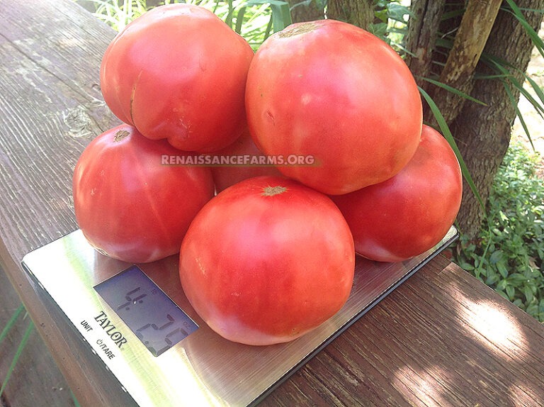 German Lunchbox Tomato Seeds For Sale At Renaissance Farms