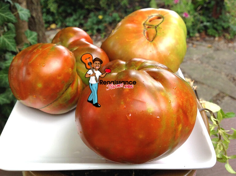 Moya Noire Tomato Seeds For Sale At Renaissance Farms