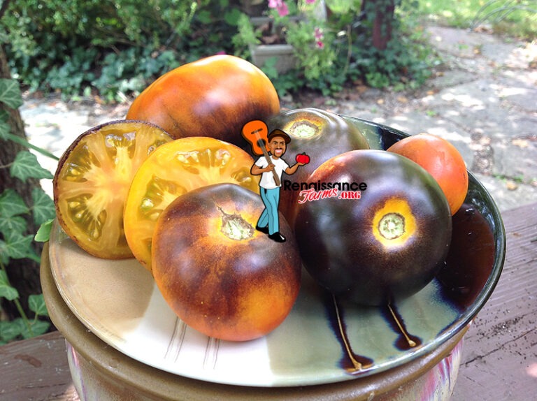 Dwarf Parfait Tomato Seeds For Sale At Renaissance Farms
