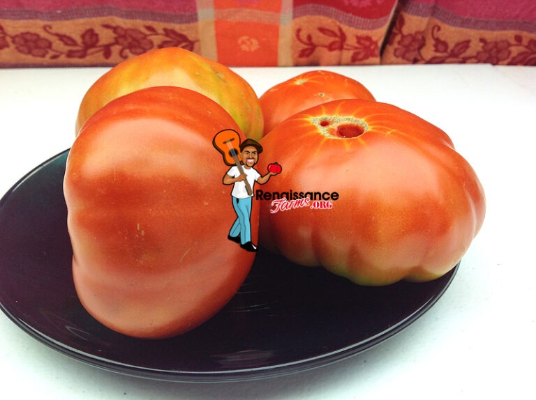 Pantano Romanesco Tomato Seeds For Sale At Renaissance Farms