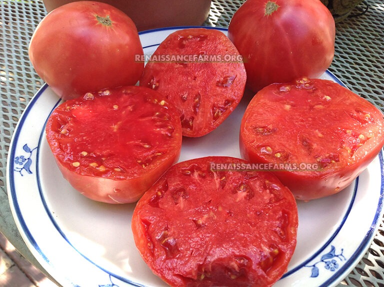 Rose Tomato Seeds for Sale At Renaissance Farms