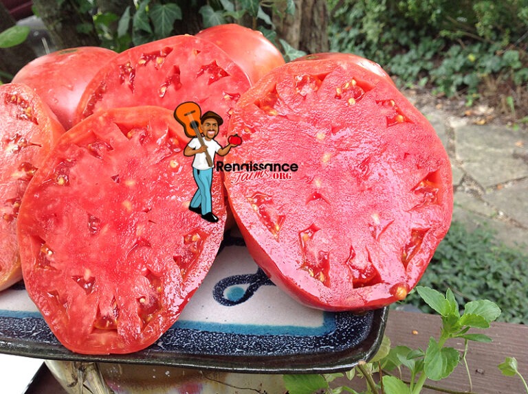 Rose Tomato Seeds for Sale At Renaissance Farms