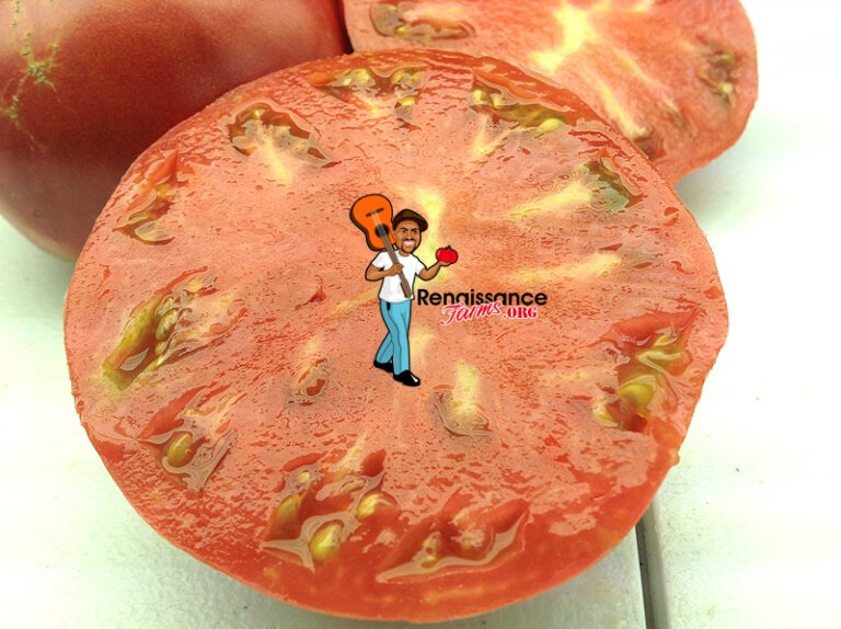 Rose Tomato Seeds for Sale At Renaissance Farms