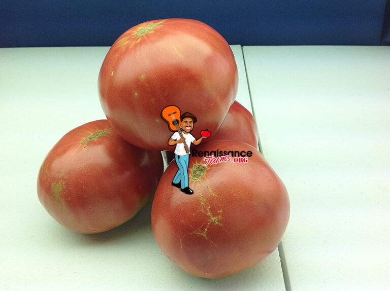 Rose Tomato Seeds for Sale At Renaissance Farms