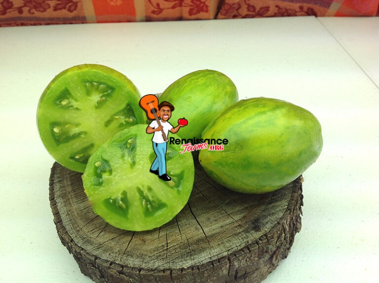 Tanunda Red Dwarf Tomato - Renaissance Farms Heirloom Tomato Seeds