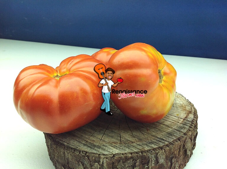 Scarlett Heirloom Tomato Seeds For Sale At Renaissance Farms