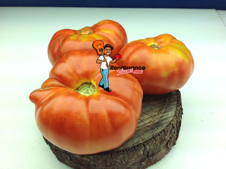 Scarlett Heirloom Tomato Seeds For Sale At Renaissance Farms