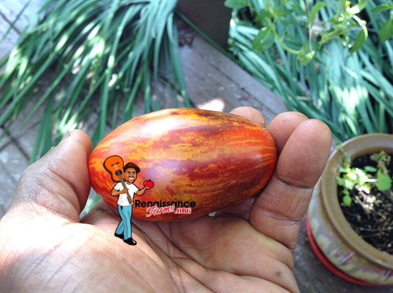 Dwarf Shadow Boxing Tomato Seeds For Sale At Renaissance Farms