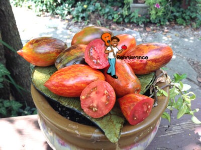 Dwarf Shadow Boxing Tomato Seeds For Sale At Renaissance Farms