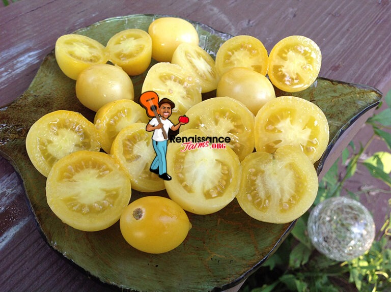 Dwarf Mandurang Moon Tomato Seeds for Sale At Renaissance Farms