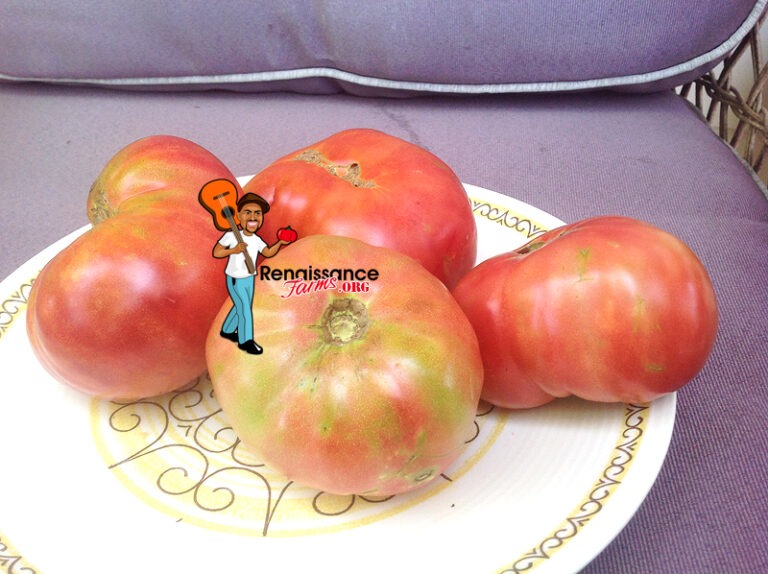 Dwarf Sweet Adelaide Tomato Seeds For Sale At Renaissance Farms