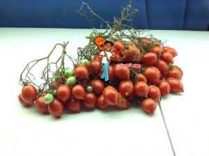 Multiflora Tomatoes Archives - Renaissance Farms Heirloom Tomato Seeds