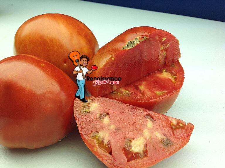 Holy Land Tomato Seeds For Sale At Renaissance Farms