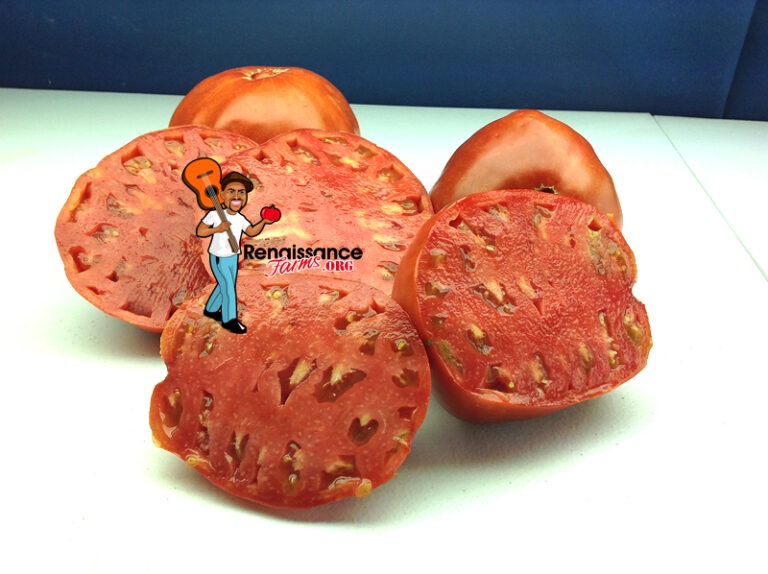 Holy Land Tomato Seeds For Sale At Renaissance Farms