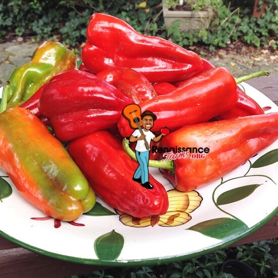 Pepper Seeds For Sale | Renaissance Farms Seed Store.