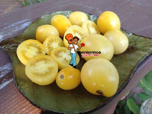 Dwarf Mandurang Moon Tomato Seeds for Sale At Renaissance Farms