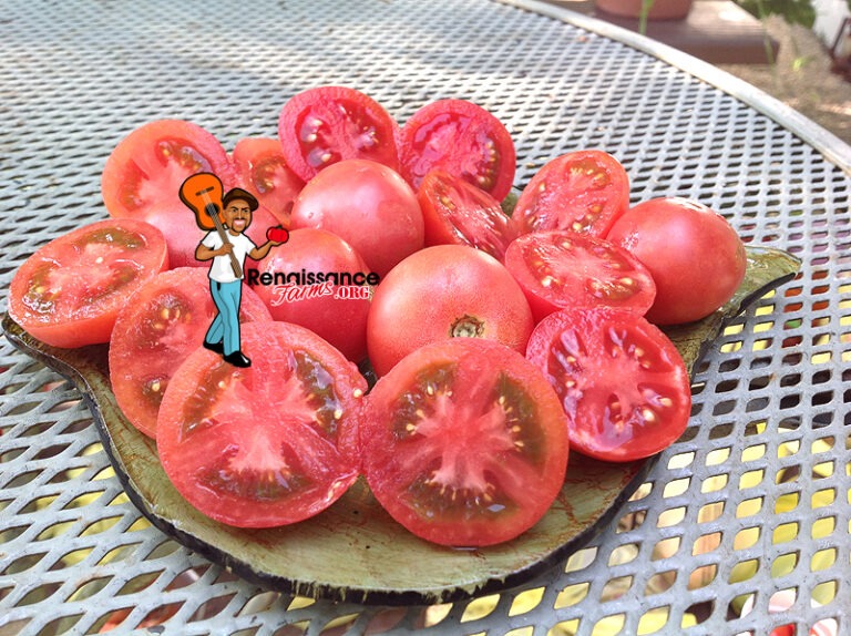 Big Anna Tomato Seeds For Sale At Renaissance Farms