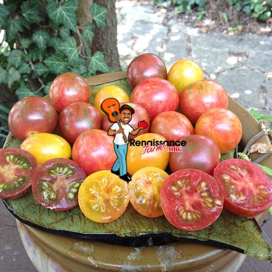 Bi Color Tomatoes Archives | Page 4 of 6 | Heirloom Tomato Seeds