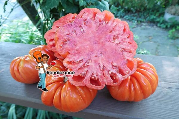 Riccio di Parma Tomato Seeds For Sale At Renaissance Farms