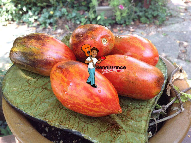 Dwarf Shadow Boxing Tomato Seeds For Sale At Renaissance Farms