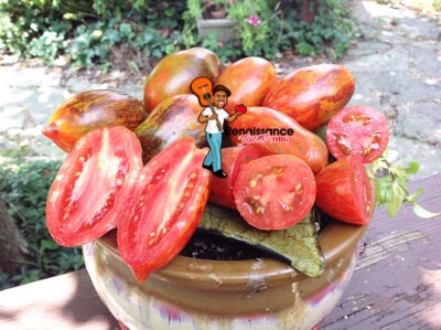 Dwarf Shadow Boxing Tomato Seeds For Sale At Renaissance Farms