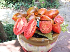 Dwarf Shadow Boxing Tomato Seeds For Sale At Renaissance Farms