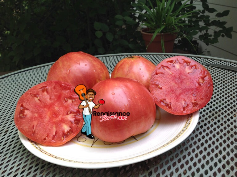Velmahoza Magnate Tomato Seeds For Sale At Renaissance Farms