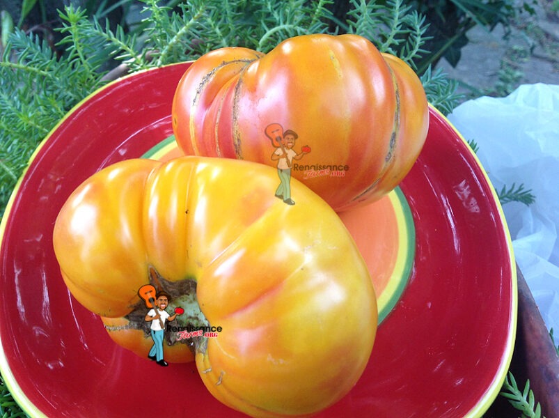 Muddy Mamba Tomato Seeds For Sale At Renaissance Farms.