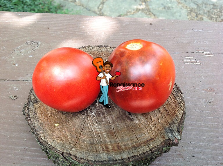 Kaleidoscope Jewel Tomato - Renaissance Farms Heirloom Tomato Seeds