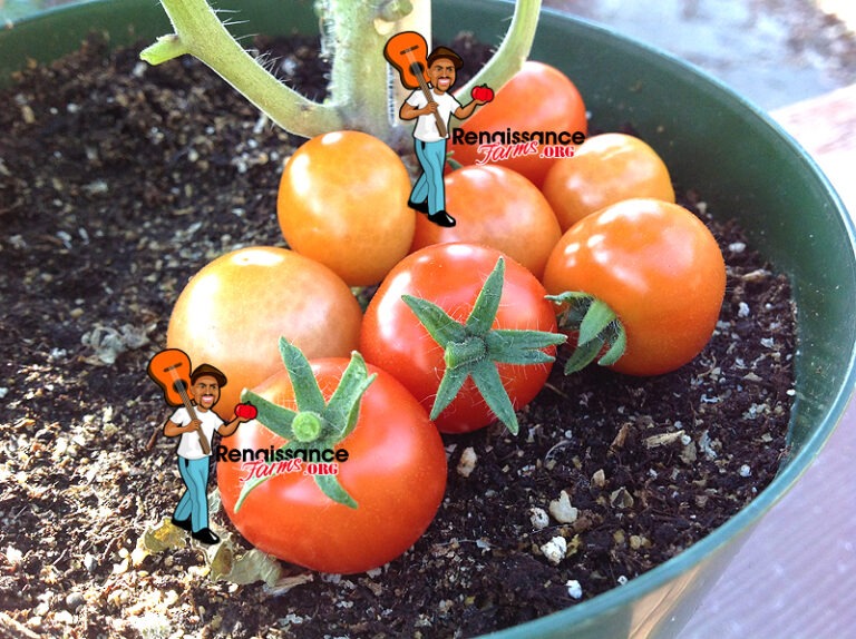 Little Red Riding Hood Micro Dwarf Tomato - Renaissance Farms Heirloom ...